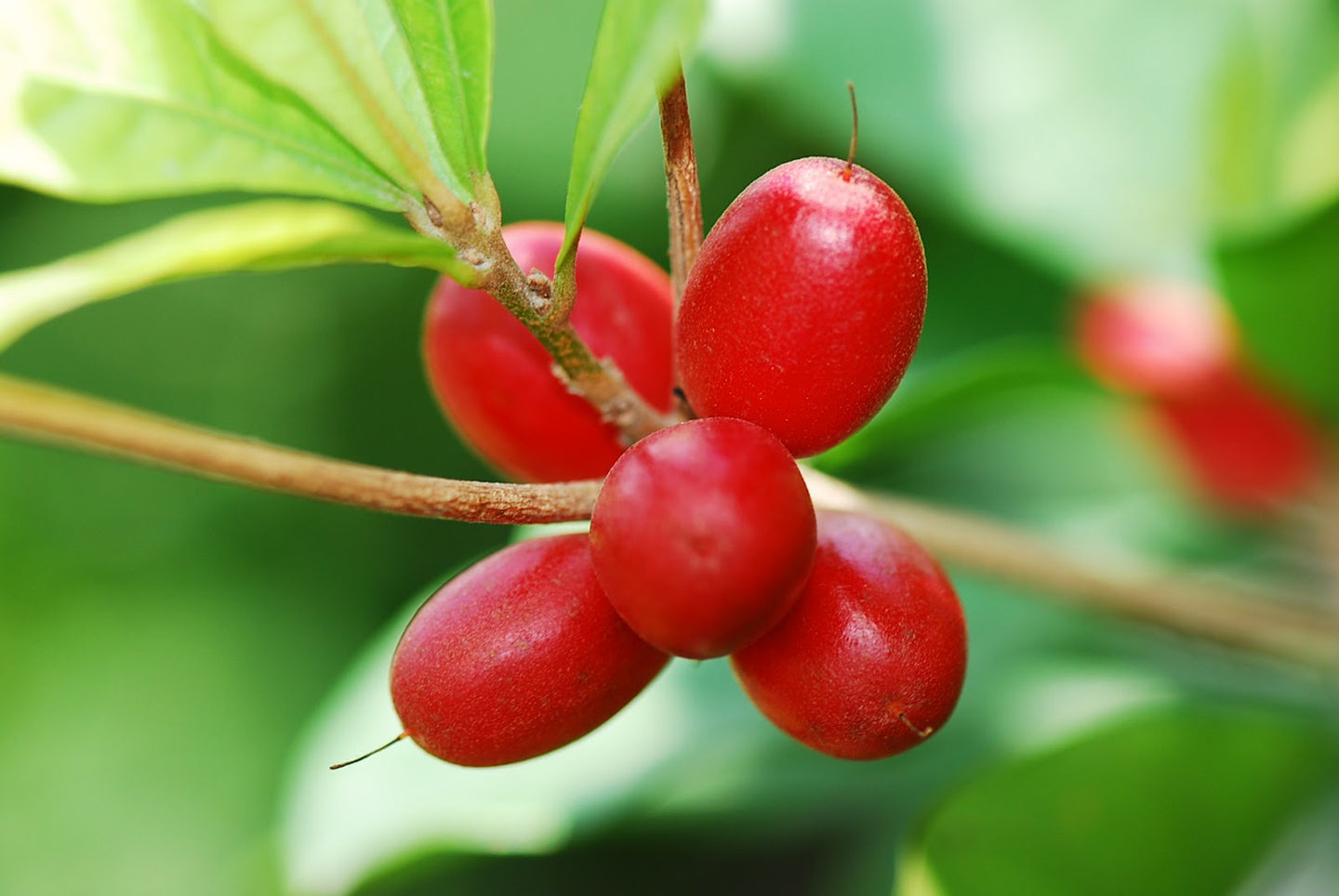 Miracle Berry Whole Fruit | FruitMe